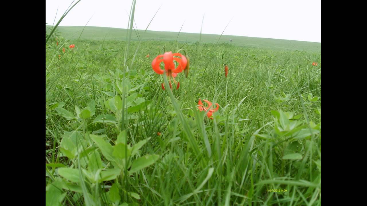9 erdene - YouTube