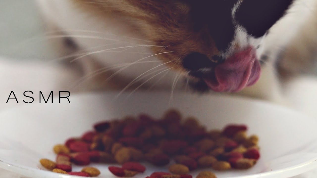 ASMR Cat Eating Drinking Sounds Satisfying - No talking - YouTube