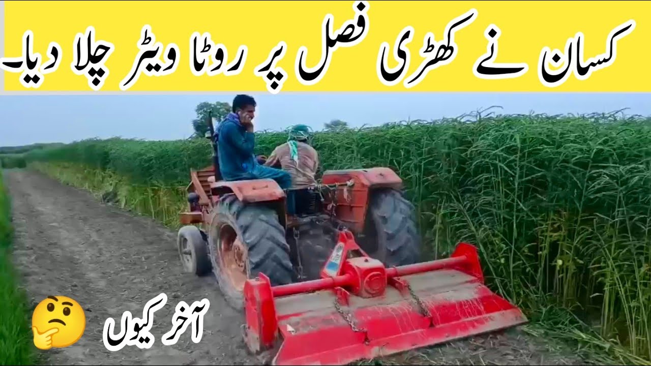 Best way to add Organic matter in the soil | Green Manuring of Jantar ...