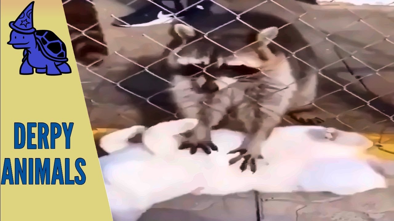 Awesome Foolish Pets, So Funny Videos - 47 | Funniest Ever | More ...