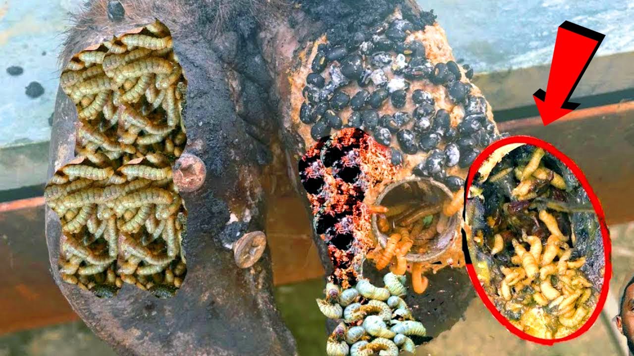 HUGE OPEN CRACK in a cow's hoof! | How a professional cow trimmer deep ...