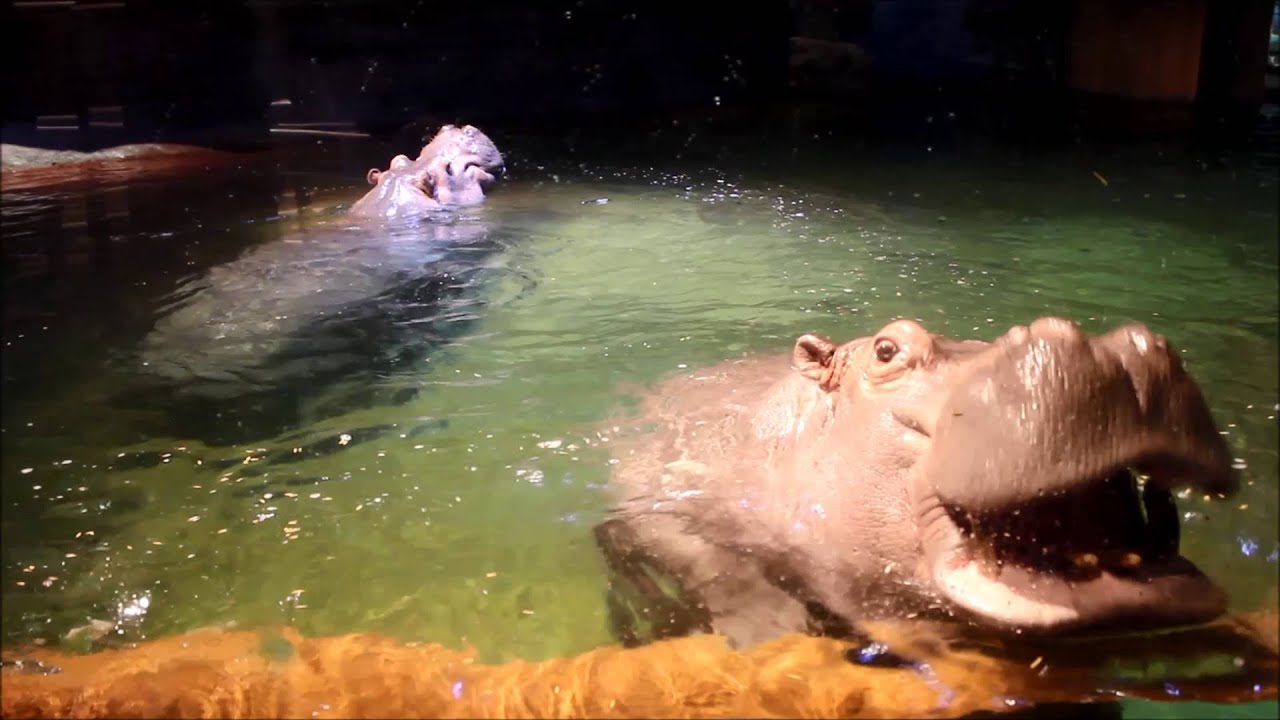 Button and Genny having their #FatTuesday meals - YouTube