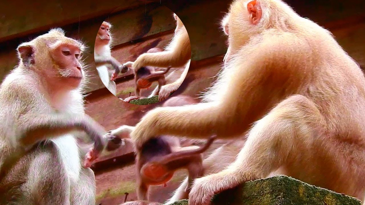 Old Monkey Grabs Baby From Mama Rose, She Protects His Well - YouTube