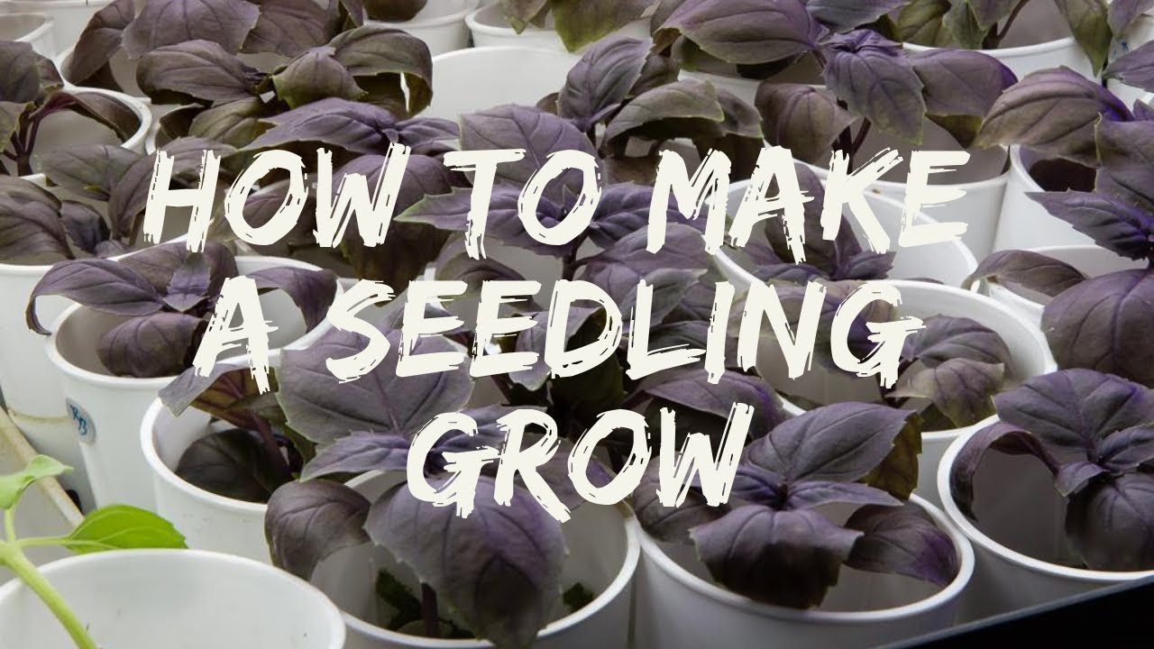 How to make a seedling grow - YouTube