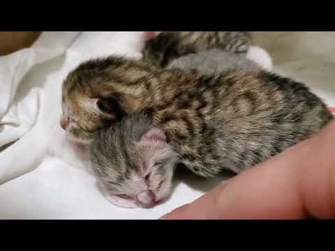 Newborn Kitten Hissing