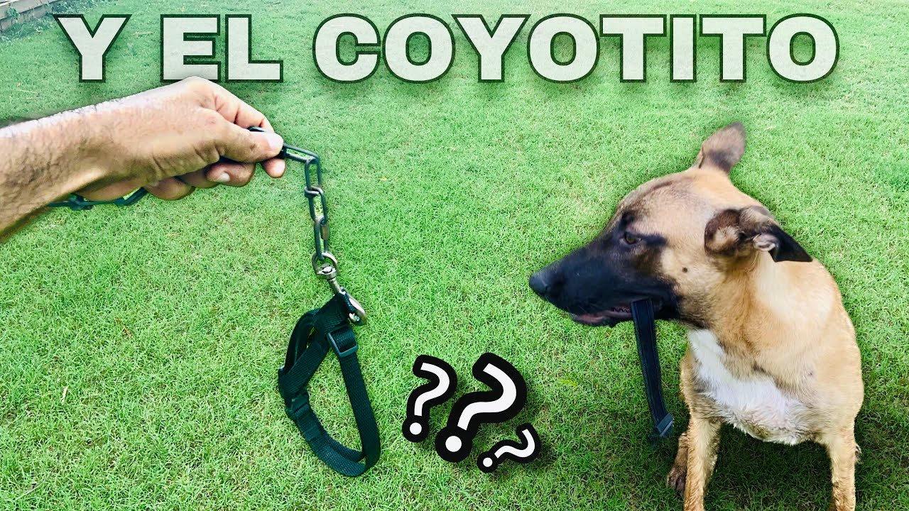 EL COYOTITO SE ESCAPÓ 🐕💨. . La YUMA lo AYUDO a FUGARSE ‼️ - YouTube