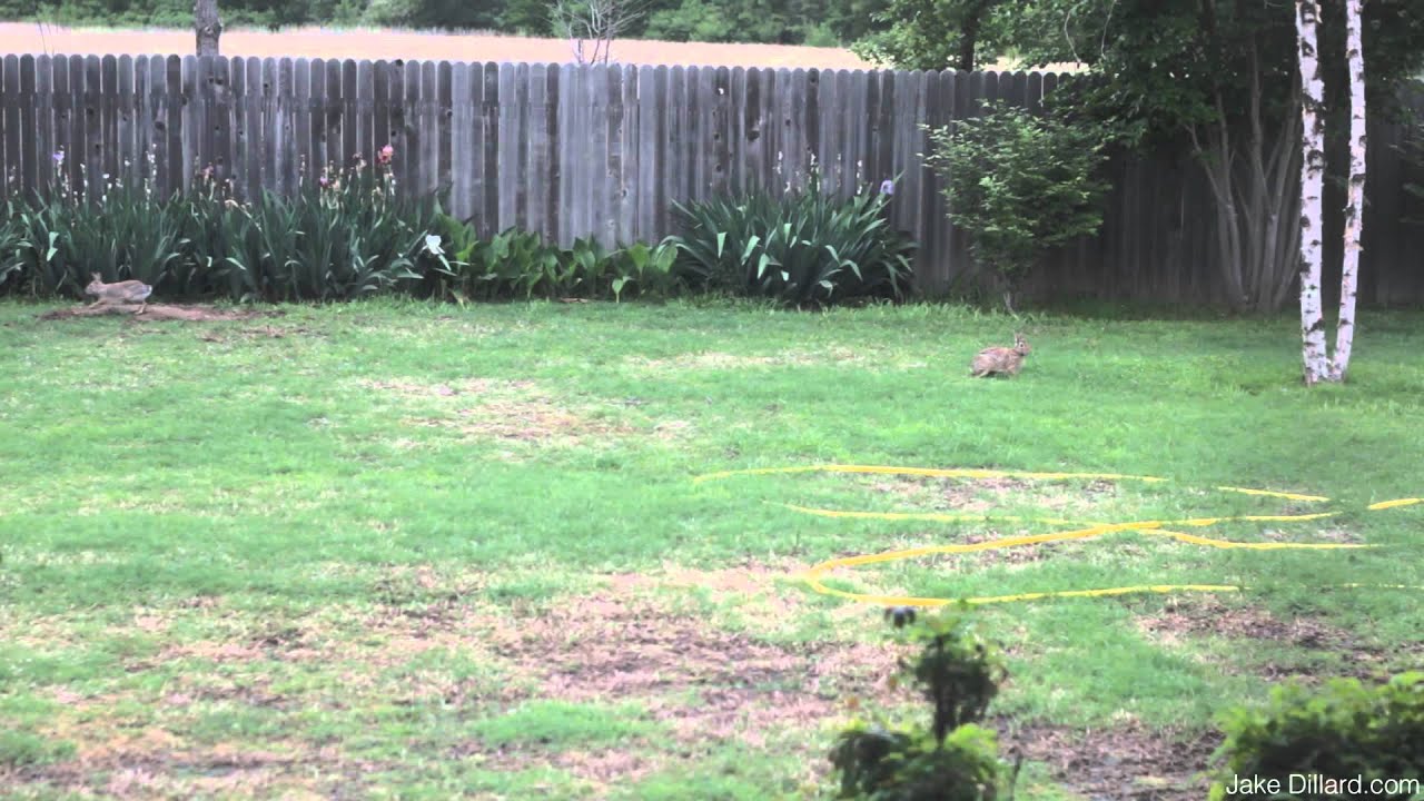 Wild rabbits playing around - YouTube