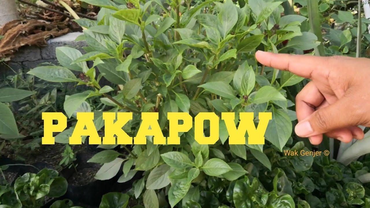 Menu Sihat Nasi Goreng Pakapow Pad Ka Pao Pad Krapow Daging Original ...