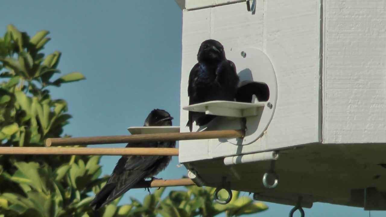 Purple martin colony in San Benito Texas 2013-05-04 - YouTube