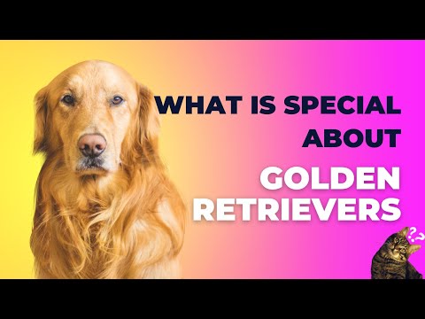 biography : Golden Retriever !
