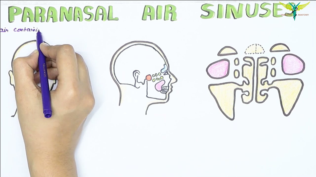 Paranasal Air Sinus and Frontal Air Sinuses | Anatomy | Functions ...