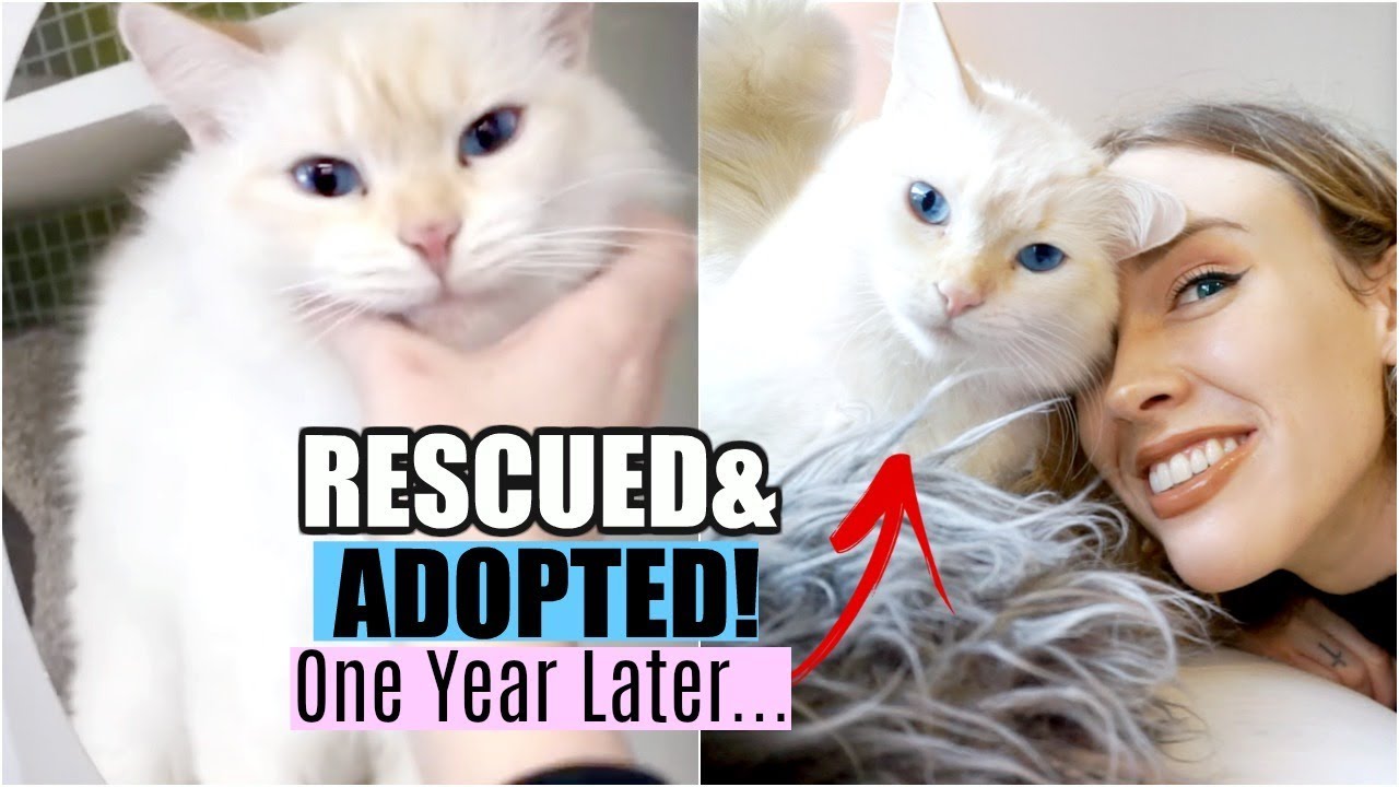 I ADOPTED THE PERFECT RESCUE CAT - 1 Year Later... | Louise Update ...