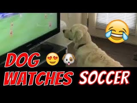 😂⚽🐶 Dog Watching Football On TV Vine Classic - YouTube