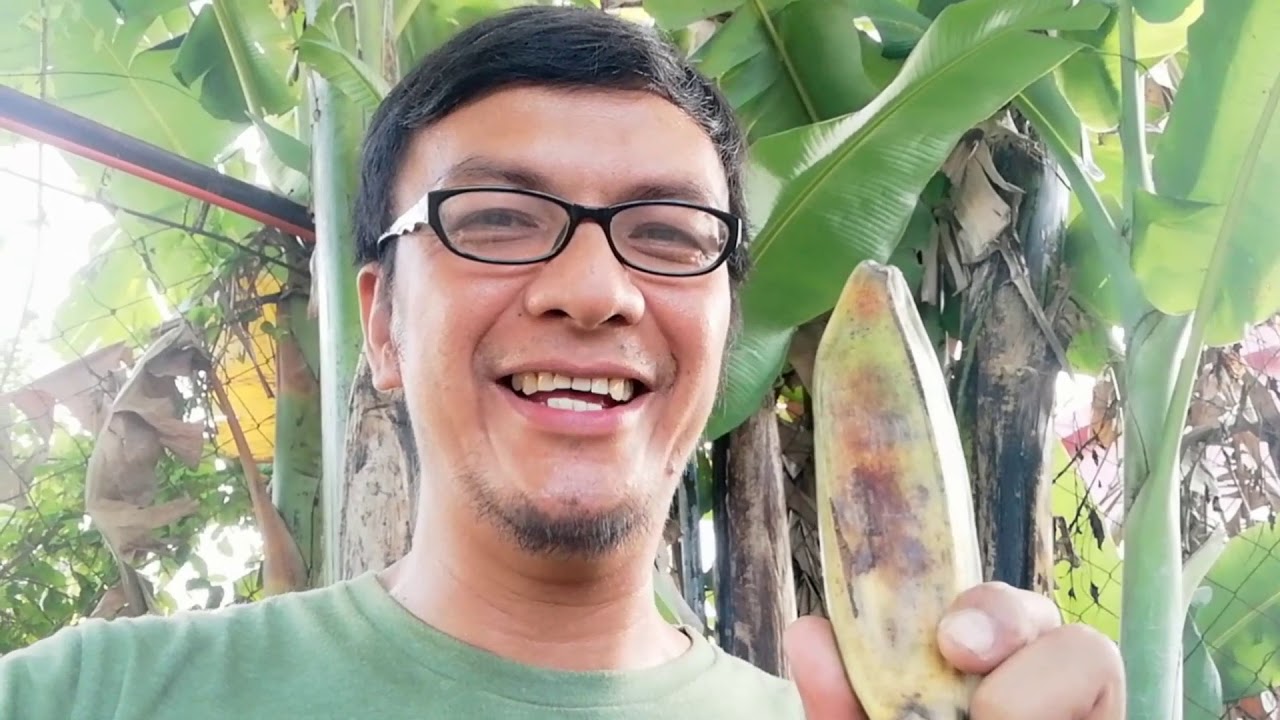The Search is over: May Buto ba ang Saging? - YouTube
