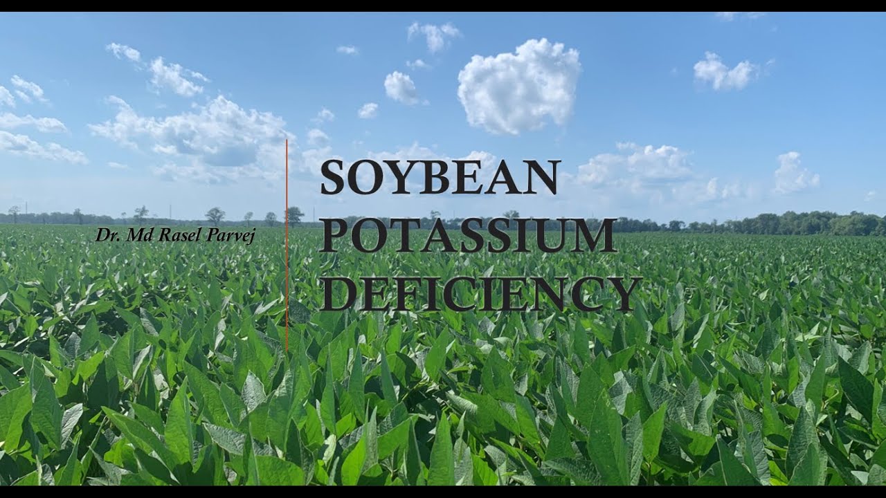 Soybean Potassium Deficiency - YouTube