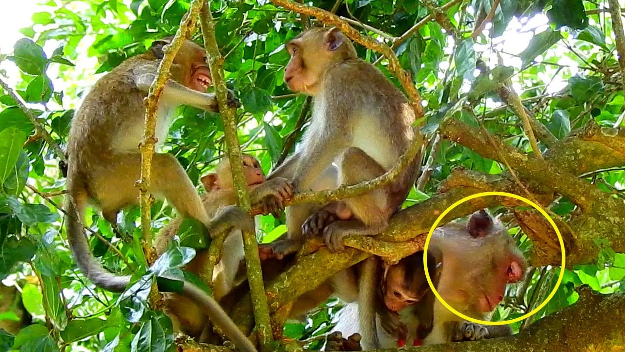 Jazzy Monkey Tell Saxon Monkey To Get Away Mom Jane Monkey For Both Her ...