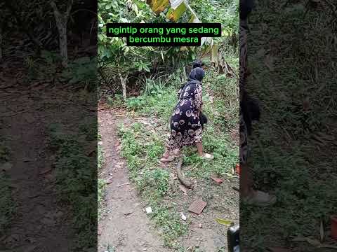 akibat ngintip orang sedang pacaran akibatnya # komedi sunda