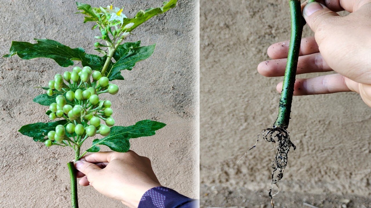 Unique Skill Propagation Turkey berry Tree. - YouTube