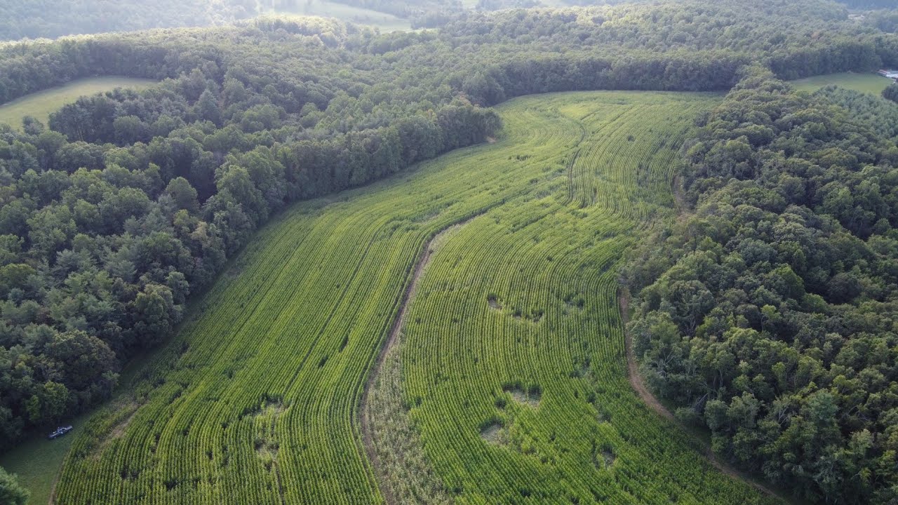 Scouting Corn Fields - YouTube