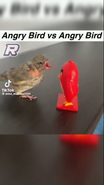 Angry Bird vs Angry Bird 🗣️🗣️ #angrybirds #memes #artist #screaming # ...