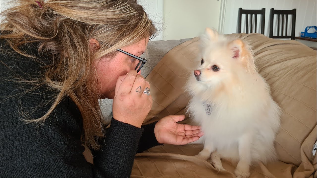 Nadia lærer Fluffy at give pote 🐶😀👏 - YouTube