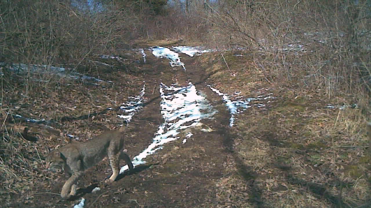 Bobcat on a hike, Dane County Wisconsin 03/16/2017 - YouTube