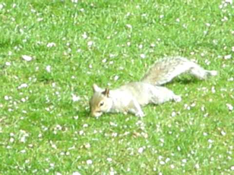 Commando Squirrels - YouTube