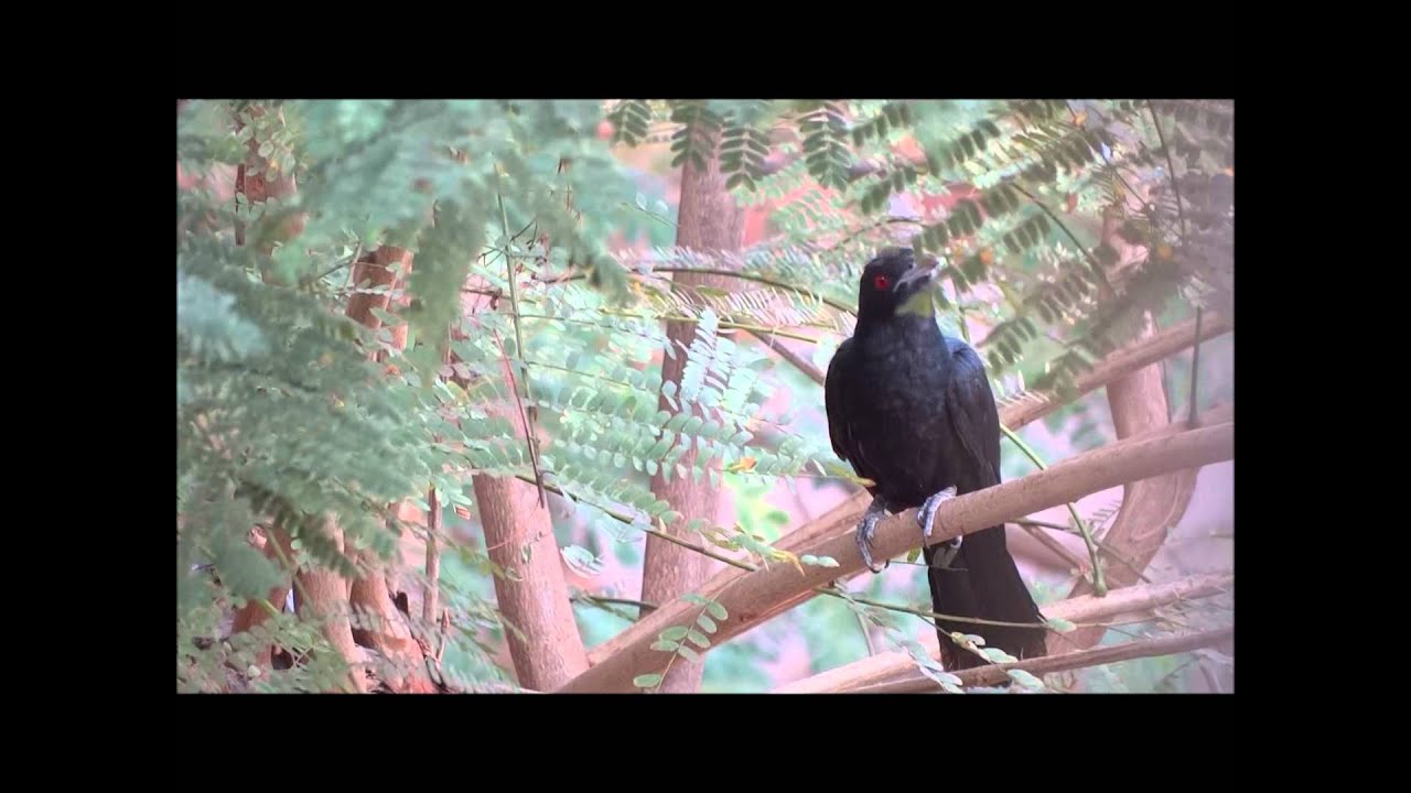 The Cuckoo's song - YouTube