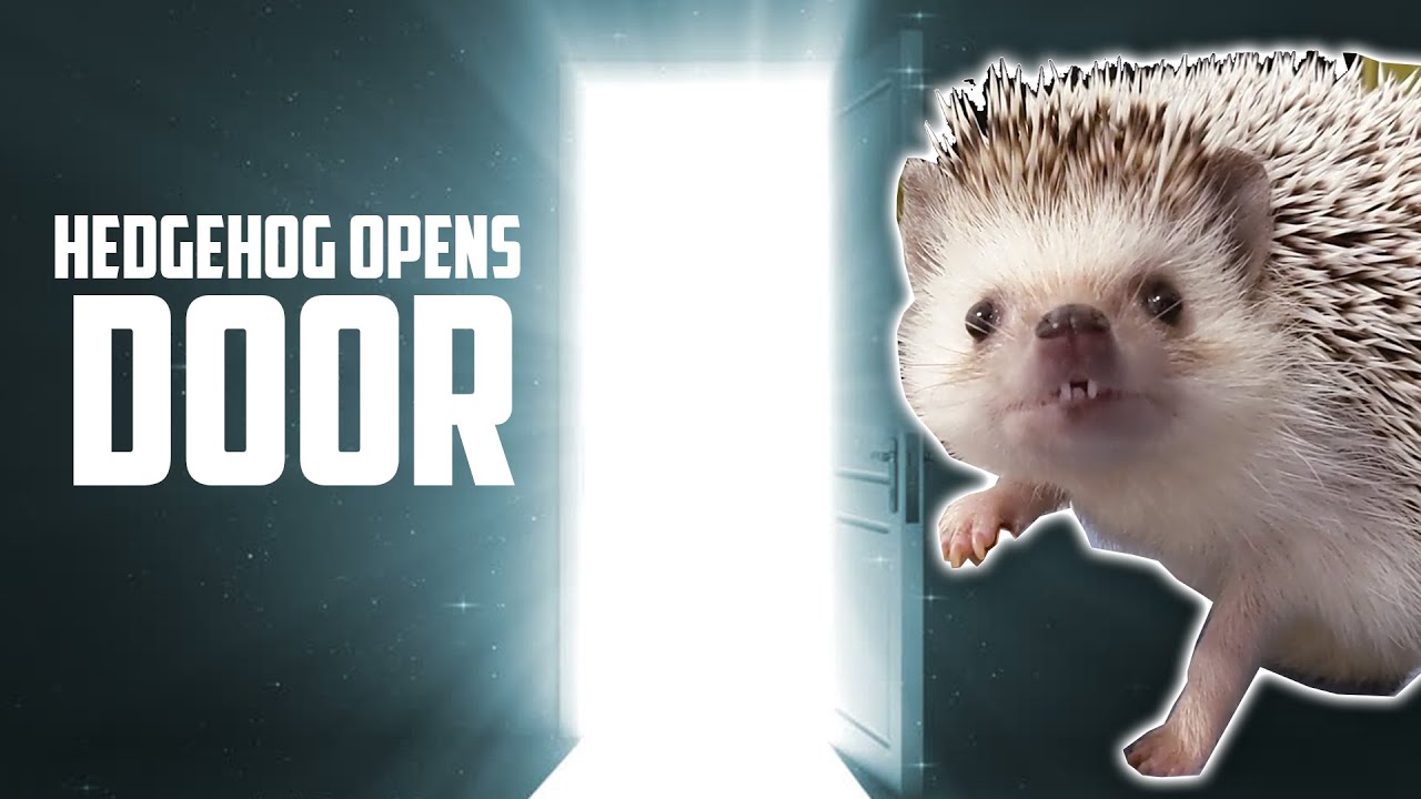 Hedgehog Opens Door - YouTube