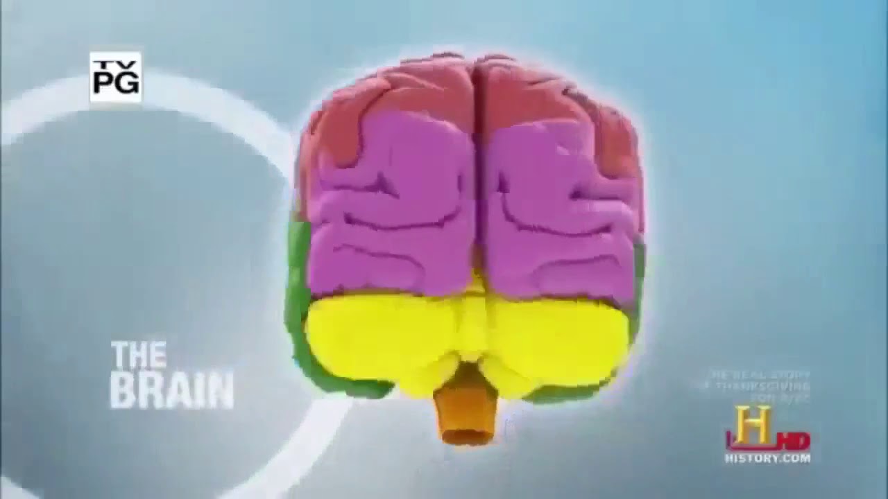 History Channel The Secret Of Human Brain Ever Documentary - YouTube