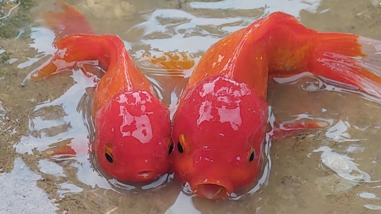 Two red fish floated in the rain water. A boy fish and a girl fish ...