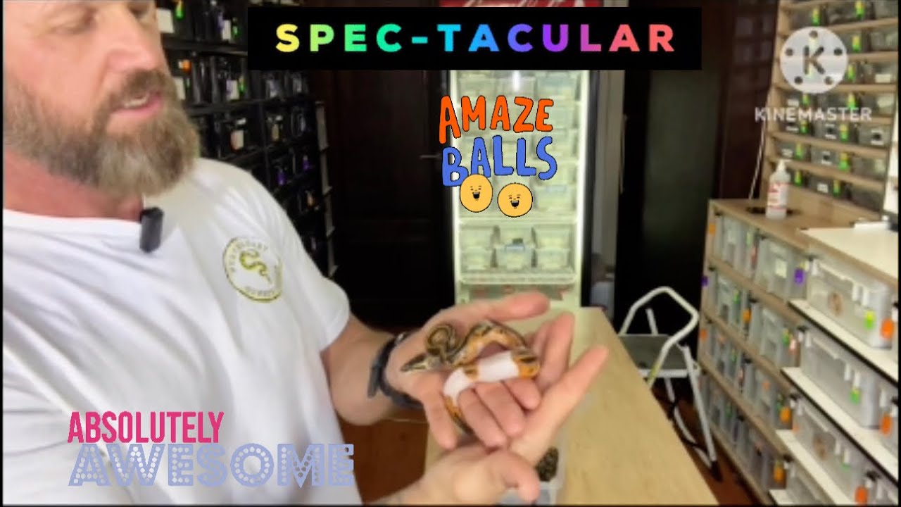 Ball python breeding. This seasons Bitter sweet first clutch. 🥲🇿🇦 - YouTube