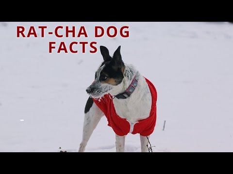 What Does A Rat Terrier Chihuahua Look Like