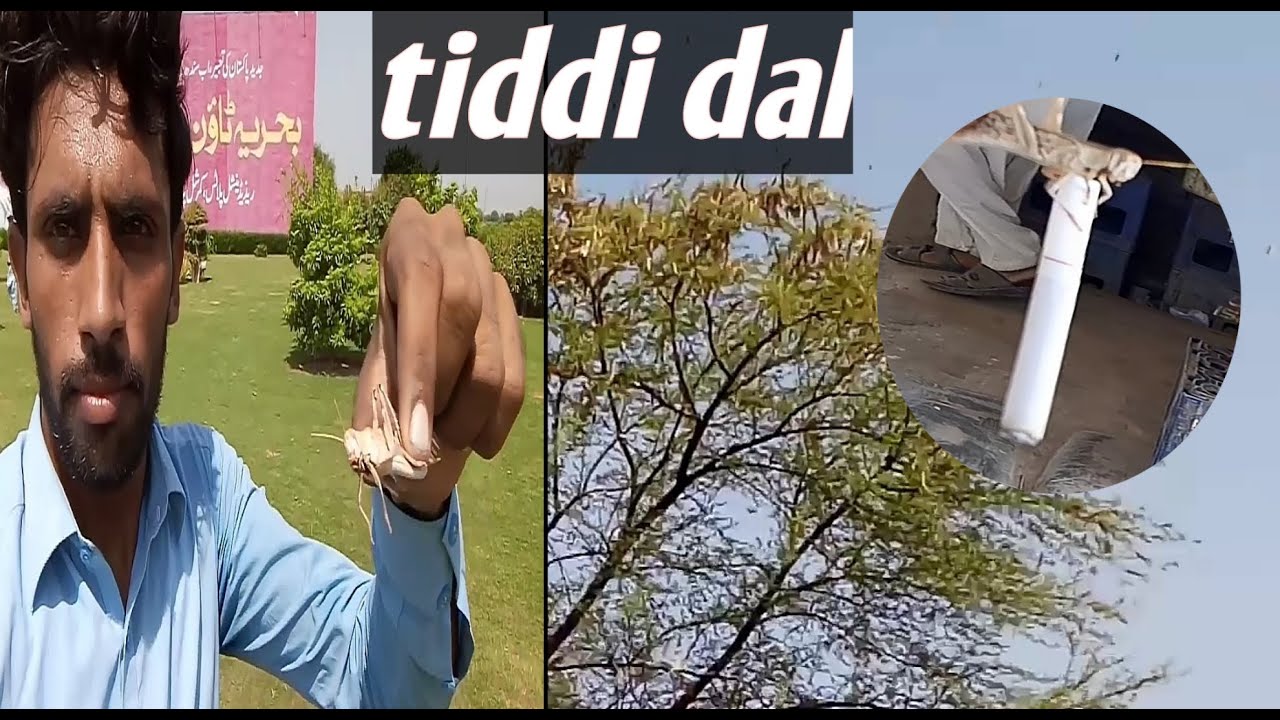 tiddi dal 🍂in Sindh Mein tiddi dal ka Hamla bahut nuksan Kiya Hai Altaf ...