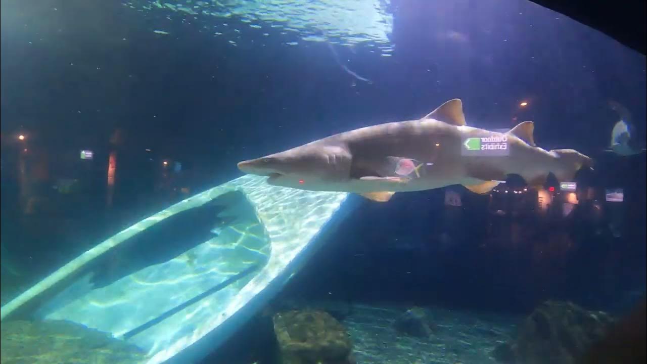 Footage of great white shark. Mystic aquarium footage upload 😄 - YouTube