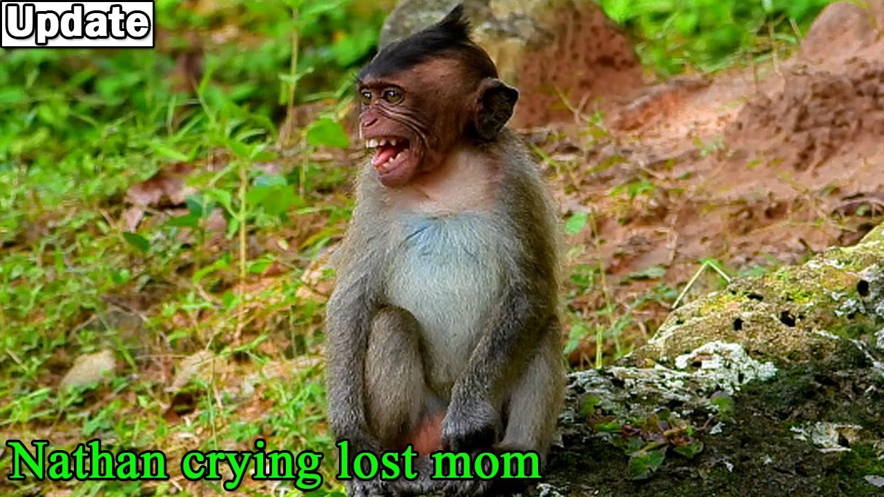 Mom, Where are you? Poor baby monkey Nathan shout crying loudly by ...