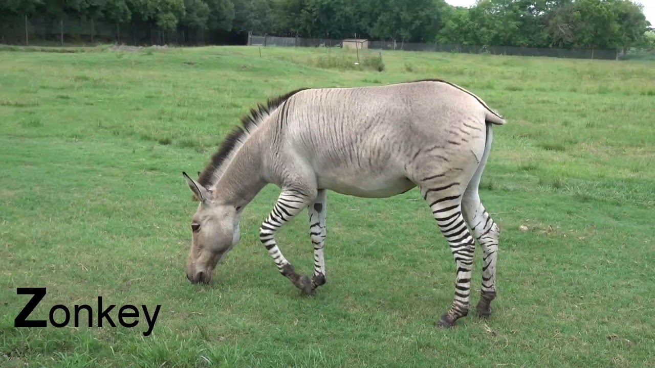 Clips From Bayou Wildlife Park - YouTube