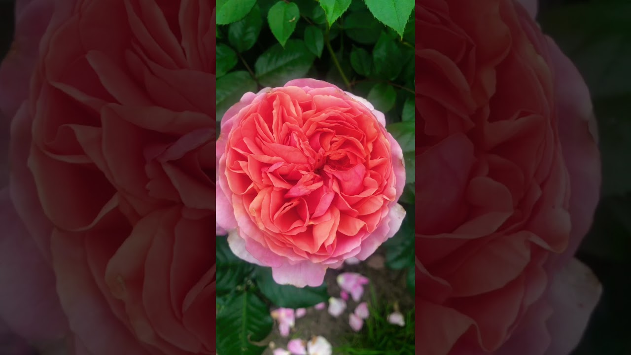 Rosa Chippendale/ Duchess of Cornwall by Rosen Tantau / Tantau rose ...