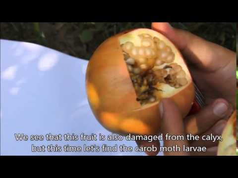 Pomegranate carob moth - YouTube
