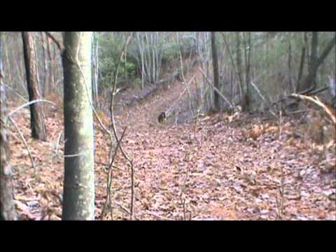 Hmong nc deer hunting 2011 - YouTube