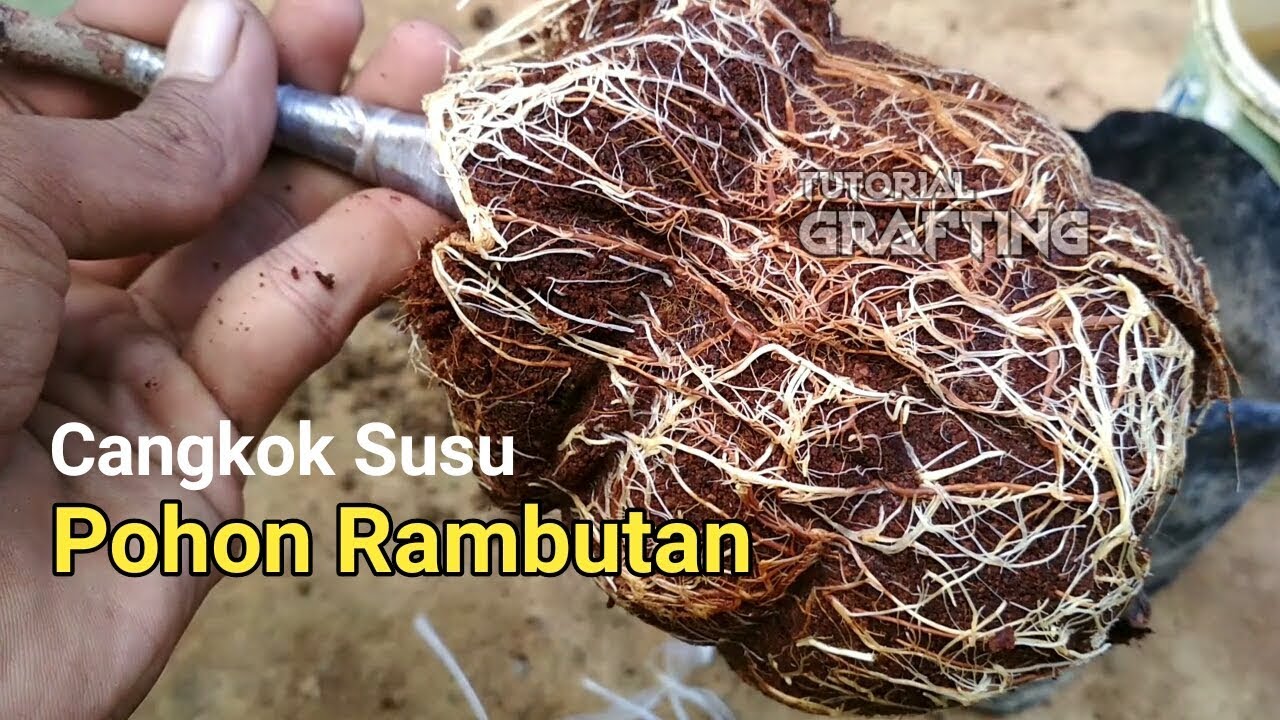 Akar Pohon Rambutan