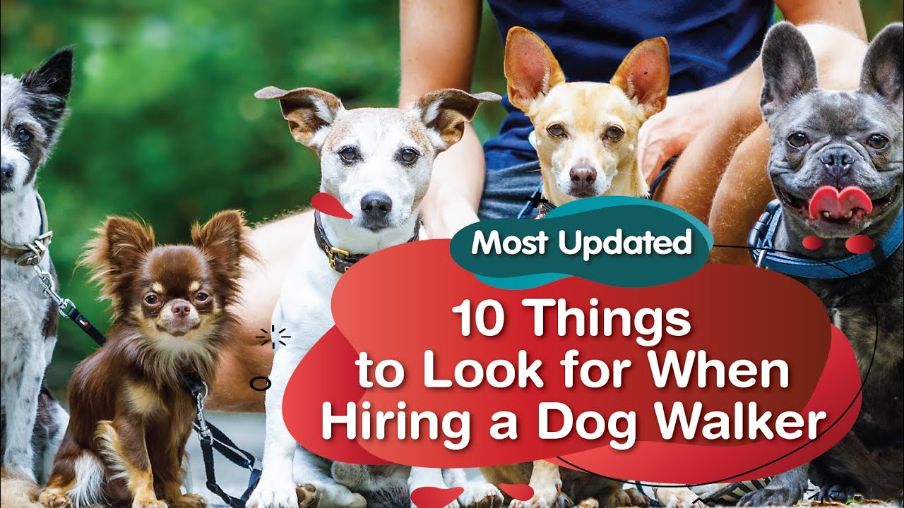 Top 10 Things To Look For When Hiring A Dog Walker MOST UPDATED YouTube top-10-things-to-look-for-when-hiring-a-dog-walker-most-updated-youtube