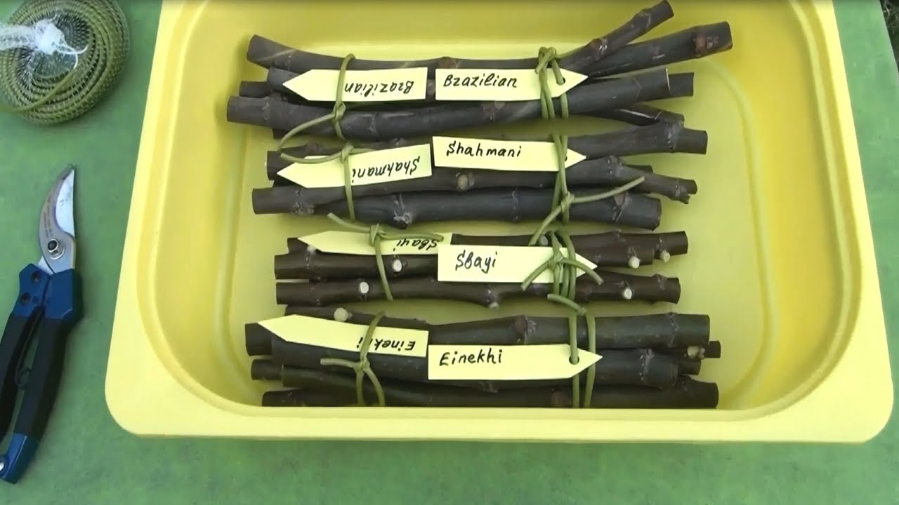 My fig cuttings for cold storage - YouTube