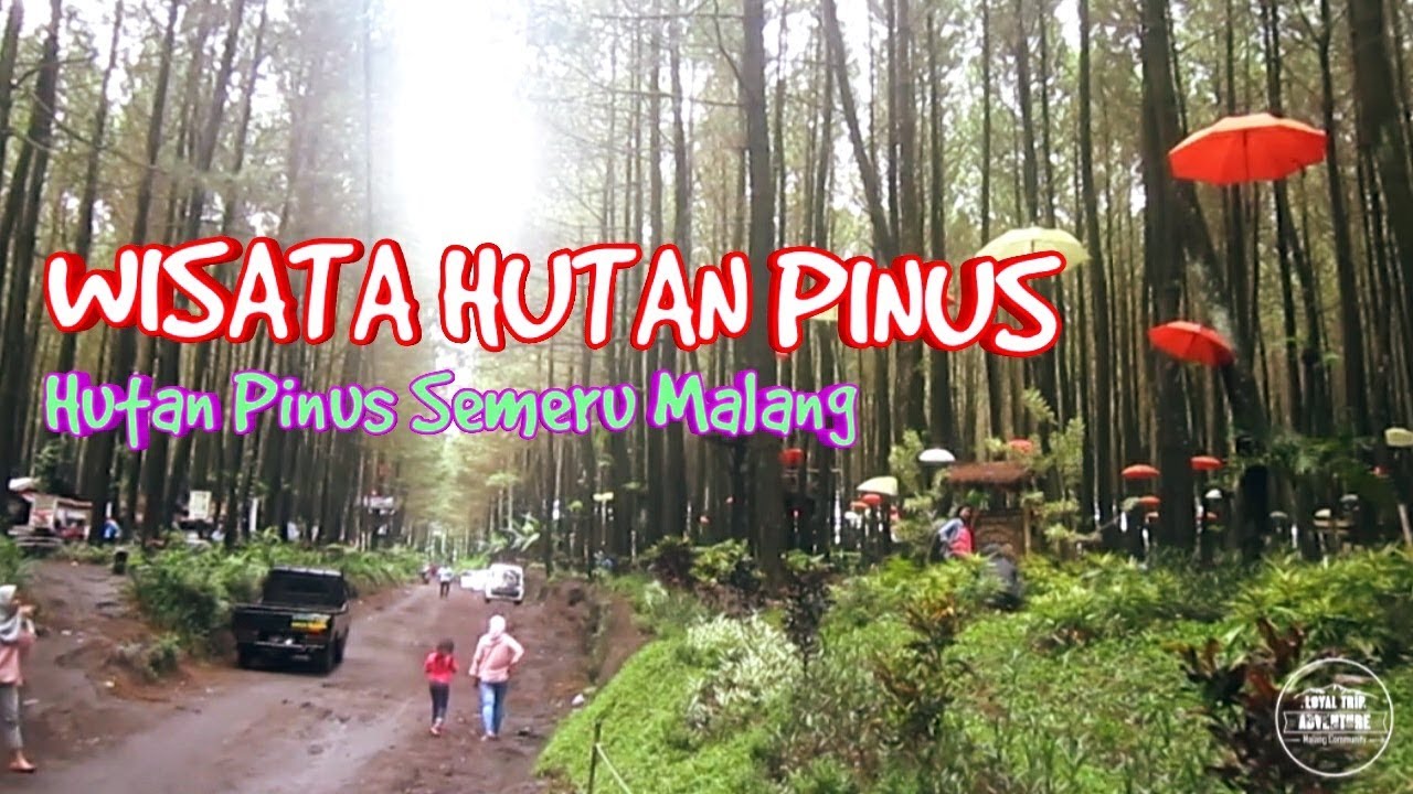 Wisata Hutan Pinus - Hutan Pinus Semeru Kabupaten Malang - YouTube
