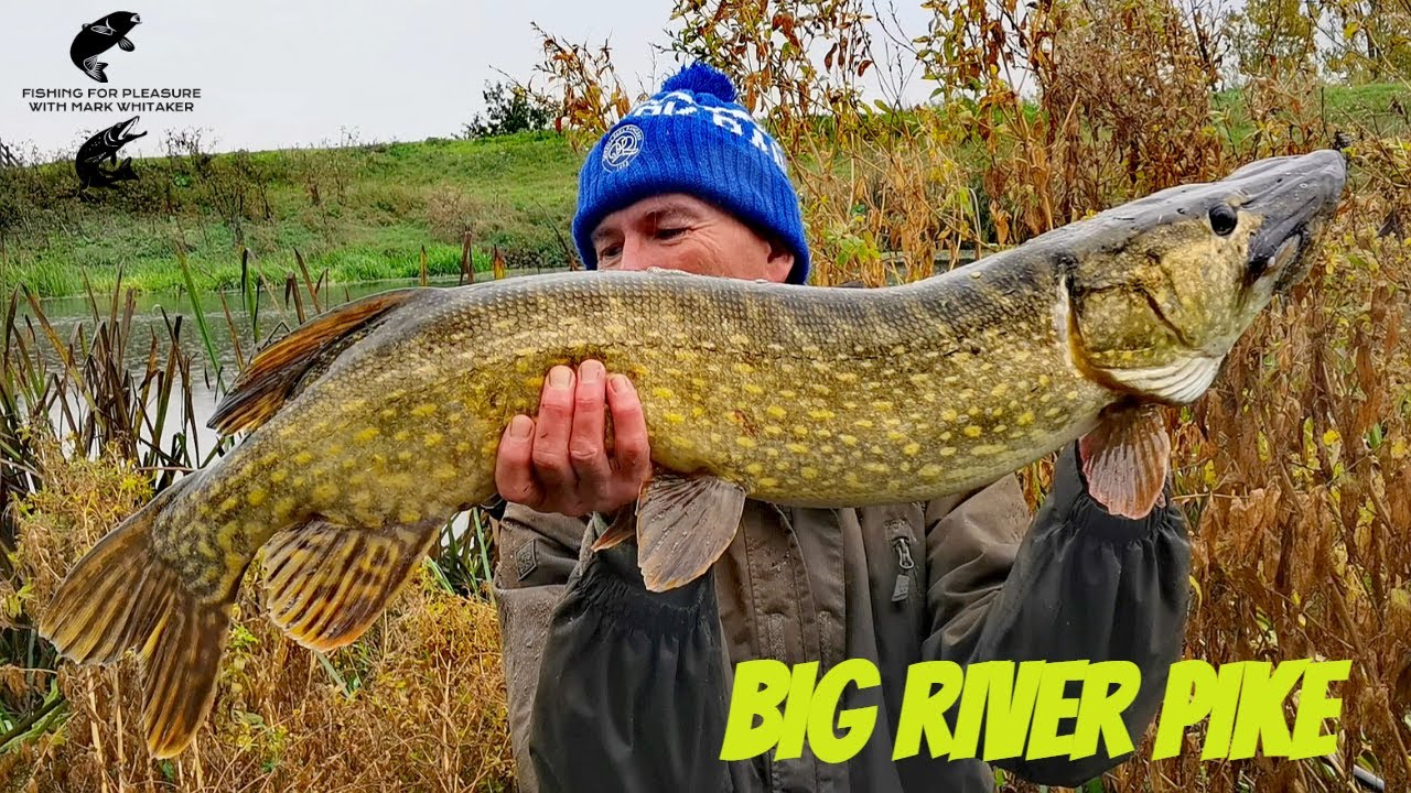 Big river #Pike : Pike fishing Uk - YouTube