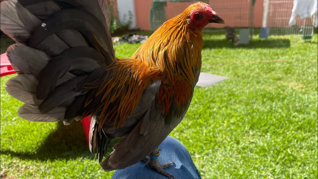 Gallos miniatura azteca color Lemon blue (mostrando mis ejemplares) # ...