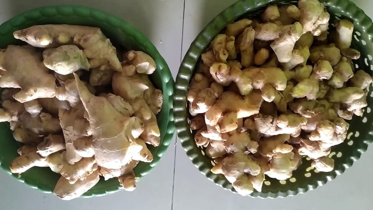 Perbedaan jahe Gajah dan Jahe Emprit! - YouTube