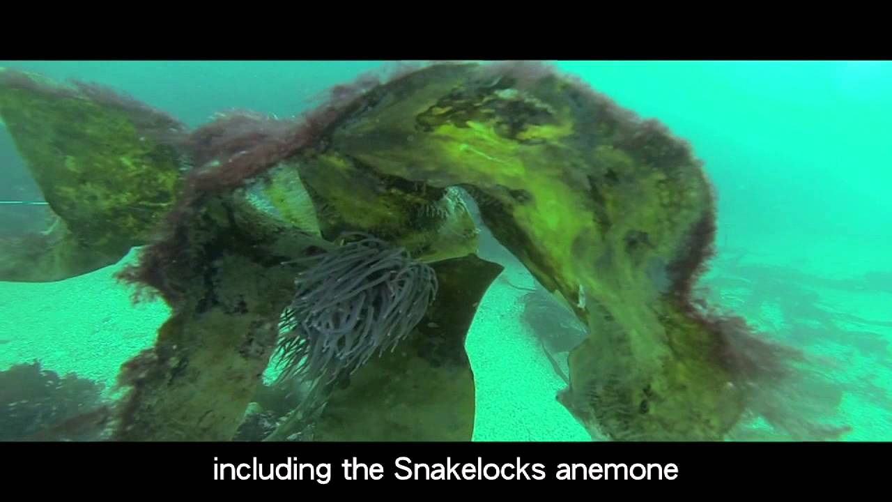North Atlantic kelp forests: biodiversity, productivity and ...
