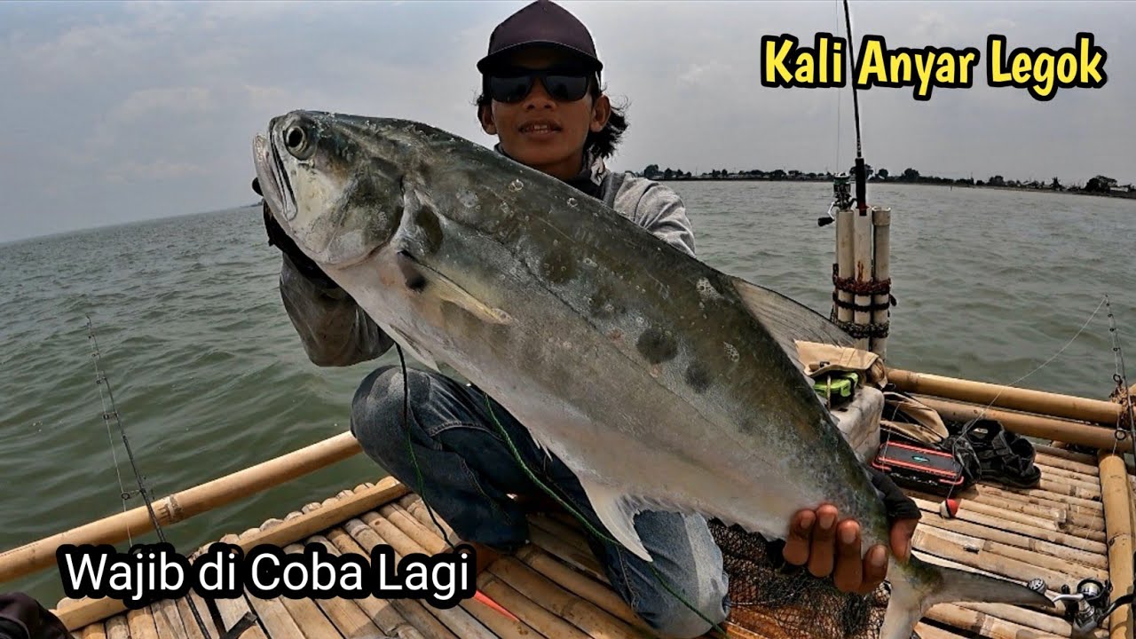 Wajib di Coba Lagi. Muara Kali Anyar Lagi Gacor ikan Gede Pada ...