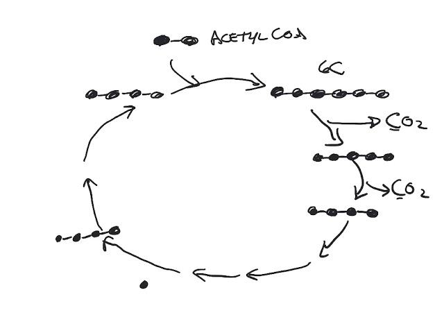 Krebs Cycle Diagram Worksheet Net Yield Of Aerobic Respiration During